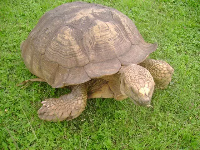 Turtle ya kale zaidi alikufa duniani.