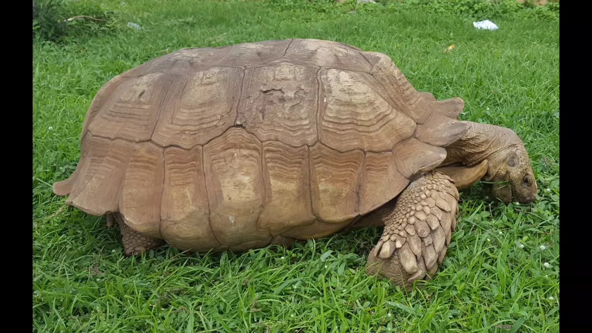 Tartaruga alagba. Wikimedia Commons.