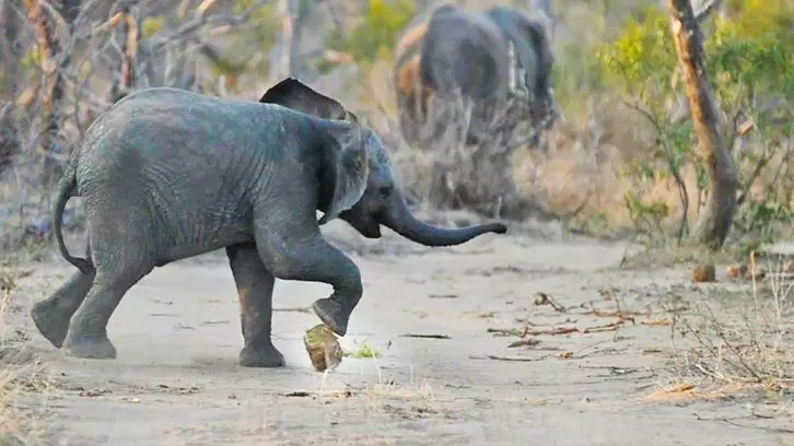 Elefante juega fútbol: video