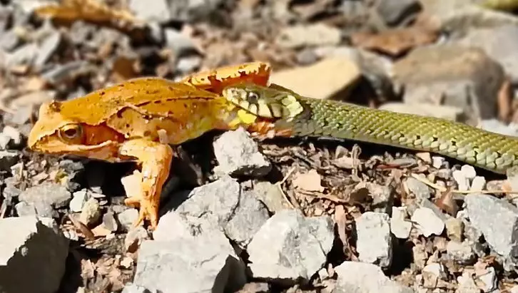 Krapo a ap eseye chape soti nan bouch la nan koulèv la: Videyo