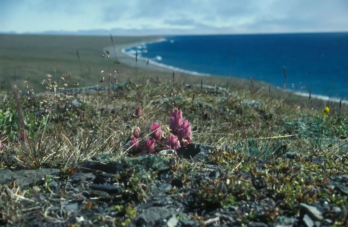 Nan Arctic la dekouvri yon dosye metàn emisyon