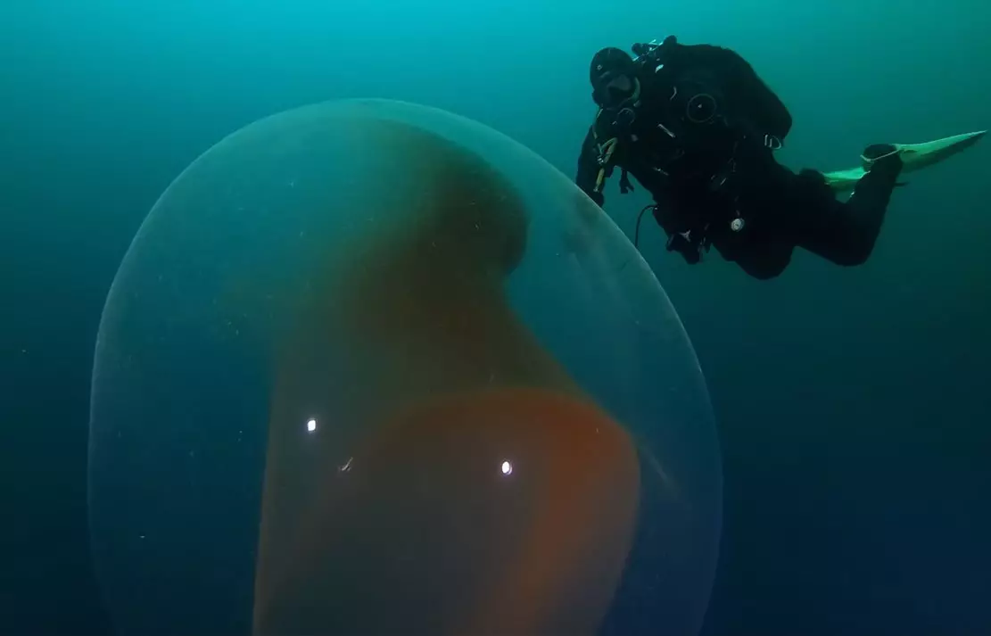 Ko zemūdens kapsula izskatās ar kalmāriem olām: video