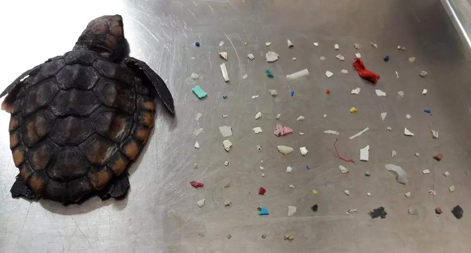 Turtle ha inghiottito 104 frammenti di plastica in due mesi