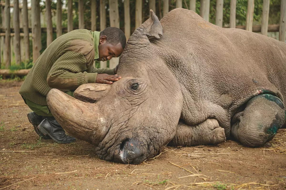 Incontro con l'ultimo maschio del rinoceronte bianco: ricordi del Sudan