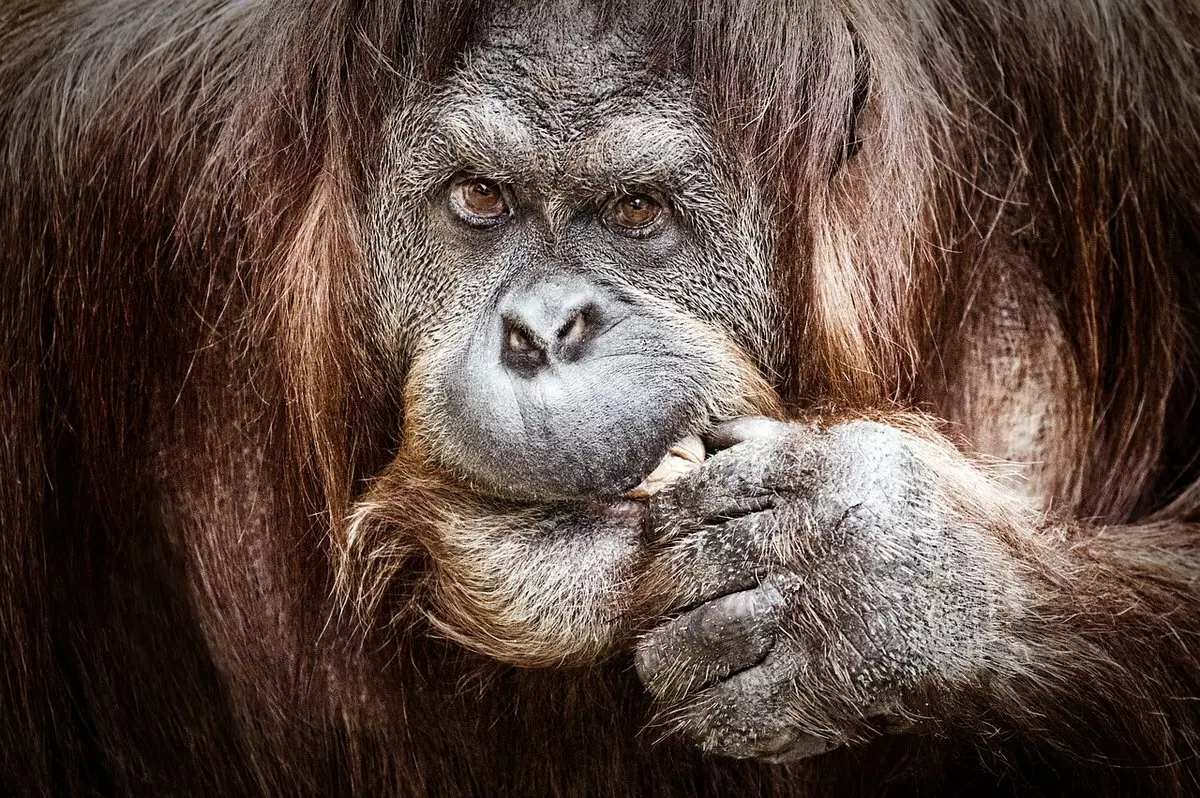 Nianatra nitendry zavamaneno ny Orangutans. Ahoana ny fomba ifandraisan'ny fitaovana fitenenana?