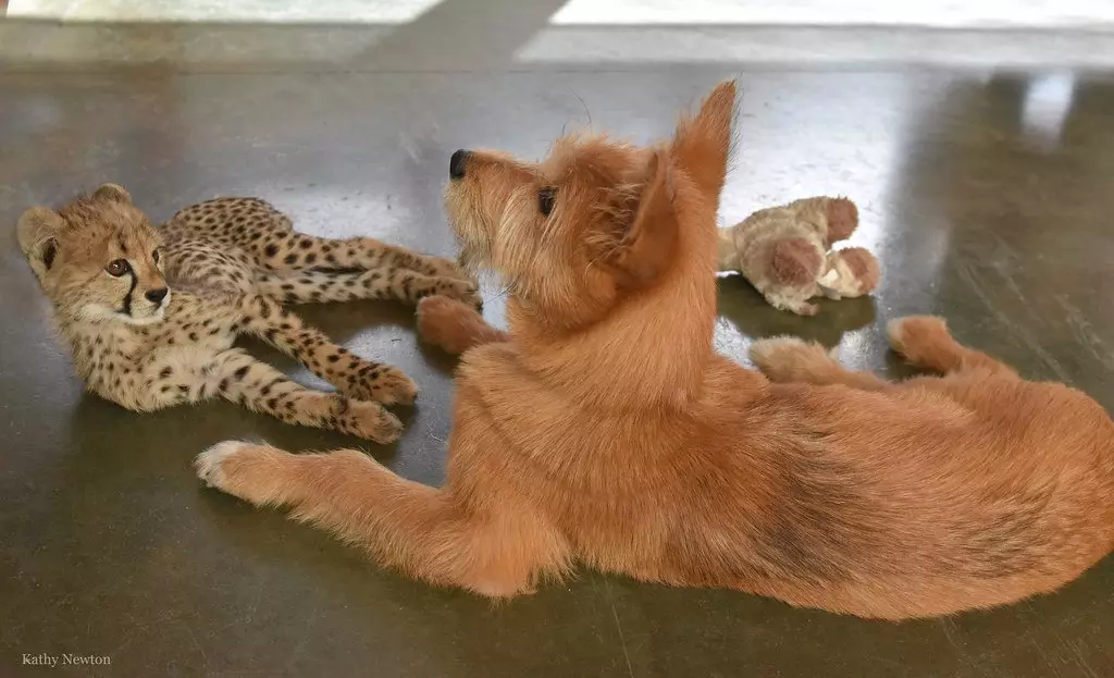 Anjing naékkeun cheetah ditinggalkeun ku indungna: Video