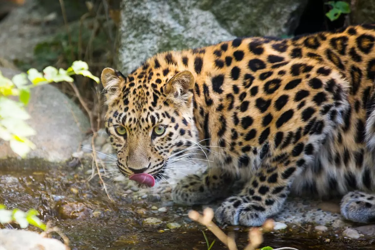 Pagpupulong ng pamilya ng leopardo sa kalsada kasama ang mga tao: video