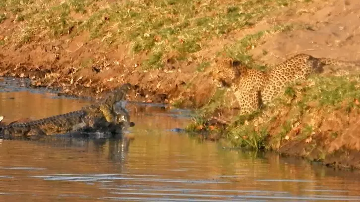 Ingon usa ka leopardo sa buaya, ang biktima nga mangawat sa pagsulay: Video