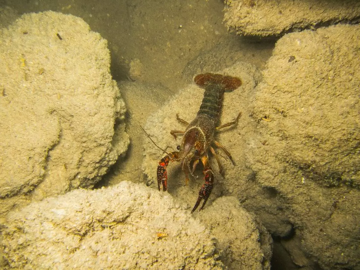 Comment minuscules créatures changer la vie dans les rivières énormes