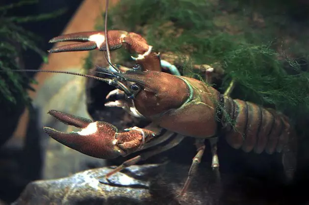 Sinyal Crayfish