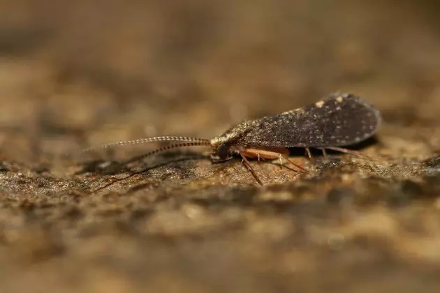 Caddisfly