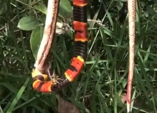 Hungry Wasp Interfered yn Snake Lunch: Fideo