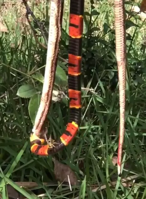 Malsata Wasp interferita en Snake Lunch: Video