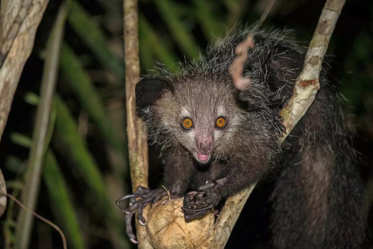 "Tặng sáu!": Con đường Madagascarsk ngạc nhiên