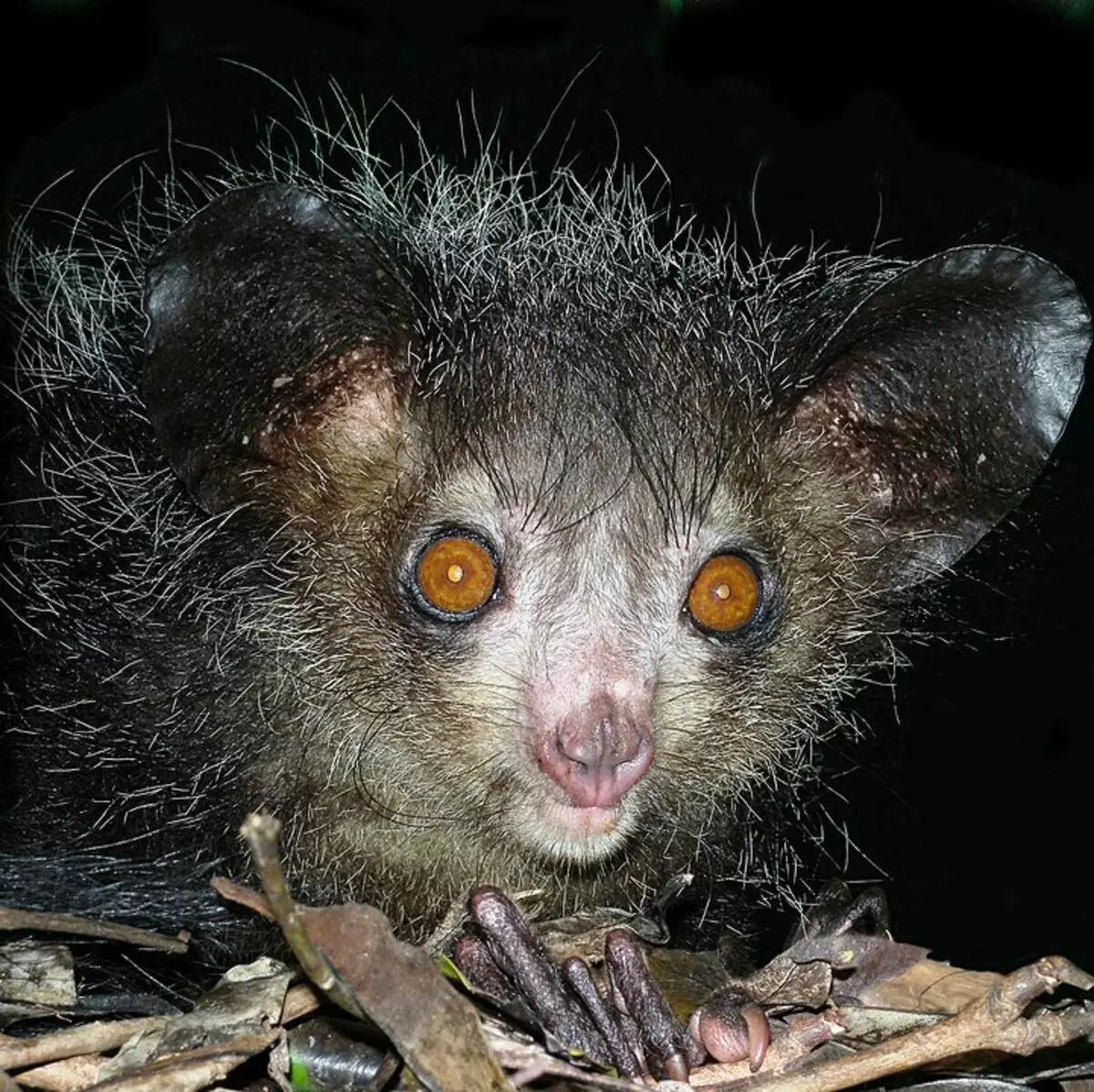 721PX-AYE-AYE_T_IN_T_T_T_WD_IL_MAD_MADASCACE.JPG