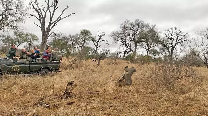 Hyena auttoi syyttää paeta leopardin: video