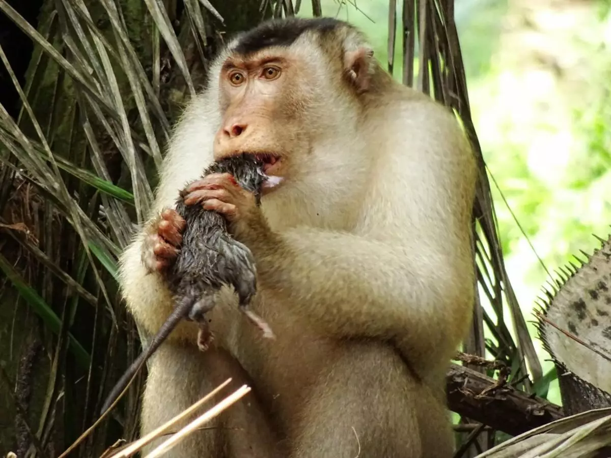 Amazing discovery: Macakes feed on rats