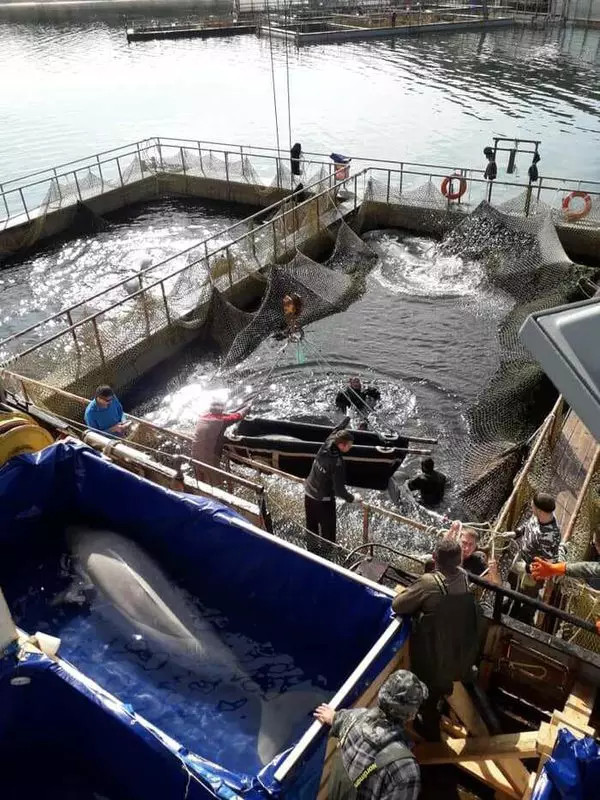 Fundi i "burgut whalest": Të gjitha Belukh mbetur janë lëshuar