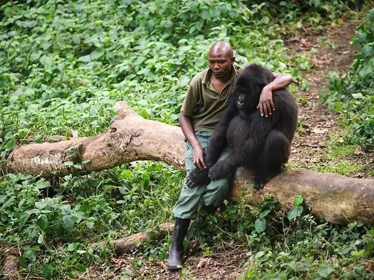 Selfie karo gorila mbebayani kanggo gorila dhewe