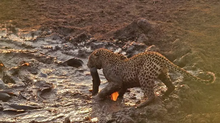 Segredos de pesca do leopardo: vídeo