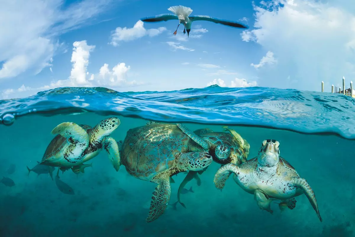 Sea Turtles: Overlevende i modsætning til mennesket