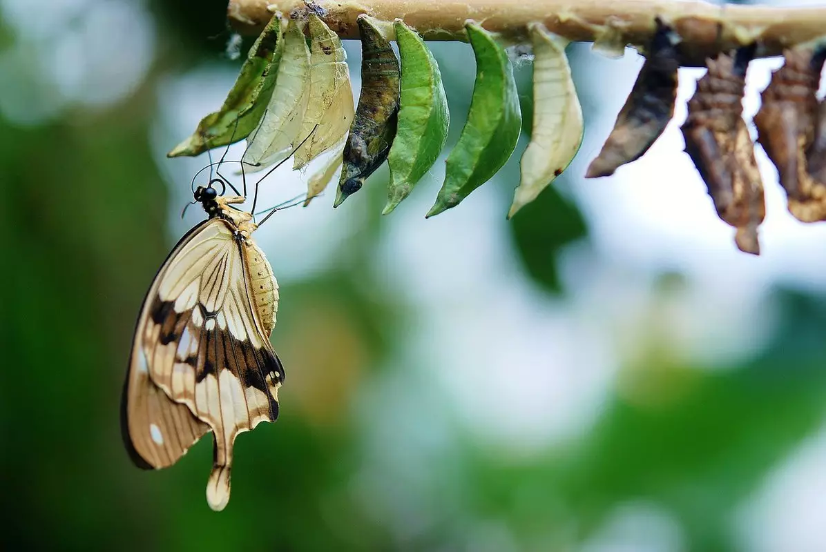 Insekten verschwannen vill méi séier wéi virdrun geduecht