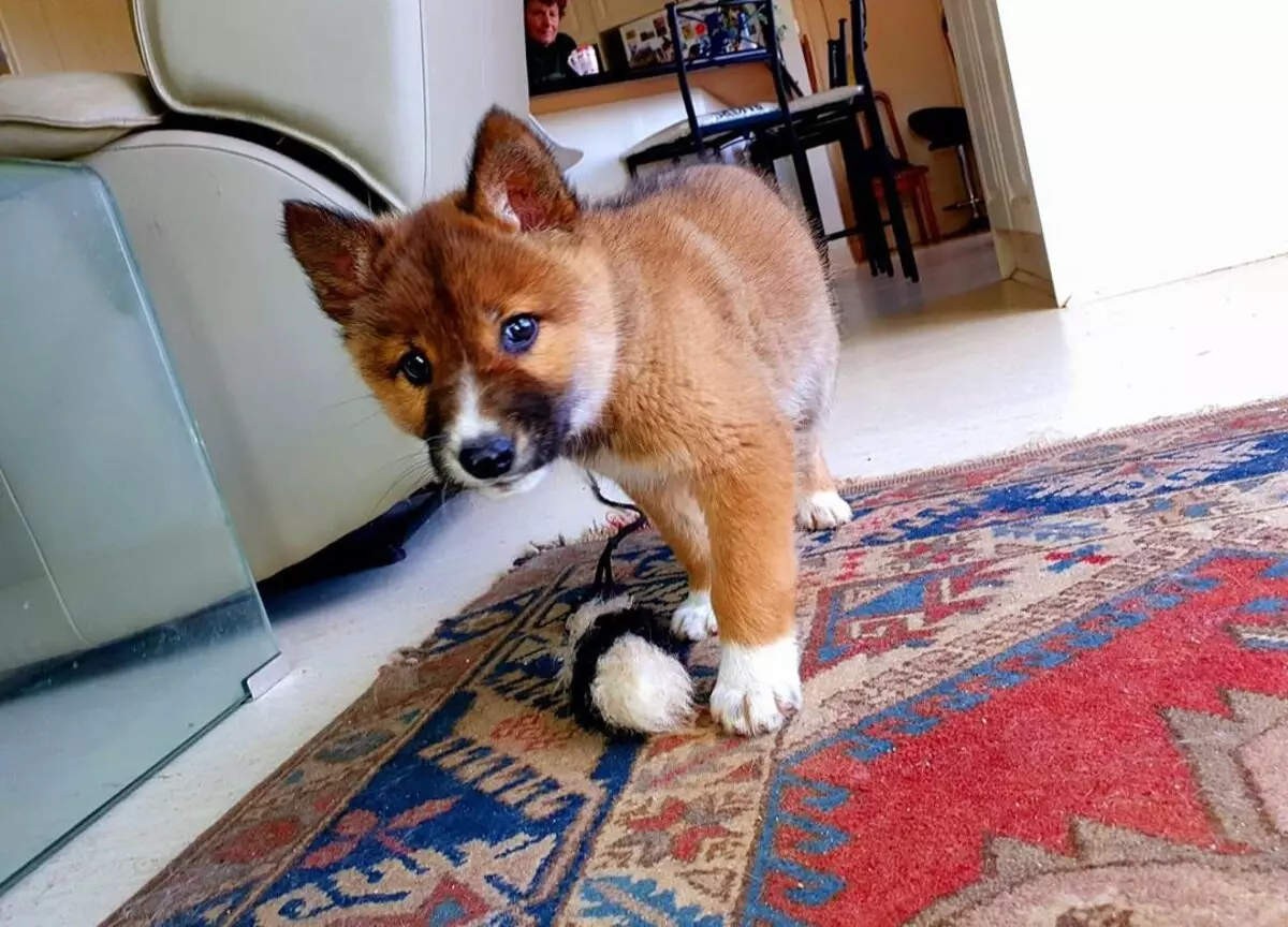 Na natagpuan sa Australia isang walang bahay na puppy ay naging purebred dingo