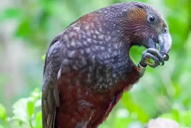 Di New Zealand pilih burung tahun ini