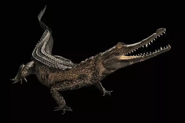 P361LORT_AFRICAN SLENTER-SNOUTED Crocodile_NationalGeRaphic_1586169.jpg