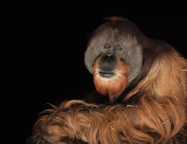 P050-051_Sumatran Orangutan_NationalGeographograph_2197831.jpg