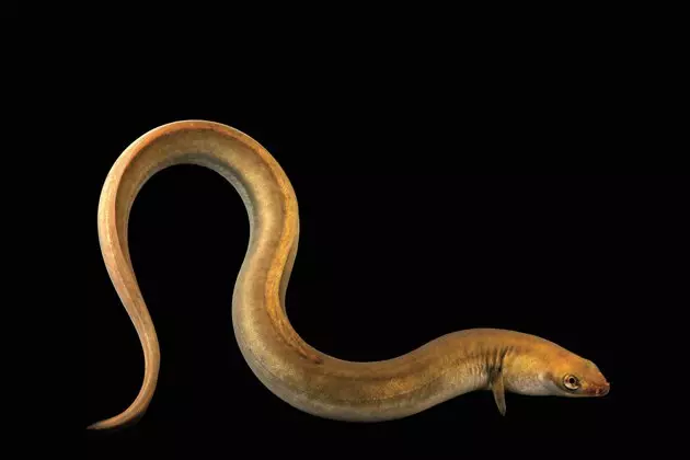 River Eel Sartori.jpg.