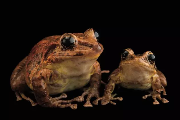 P170lo_tabasara Robber Frog_nationalgeographic_2504687.jpg