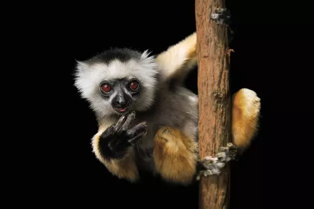 Tiade Sifaka Sartori.jpg。