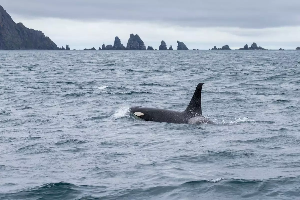 Kosyki caza por un tiburón branco: vídeo