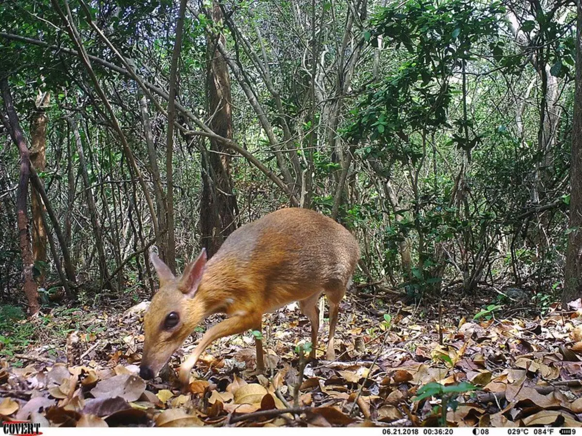 In Vietnam bleek een miniatuurhert te zijn uitgestorven