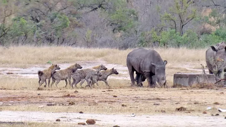 Hynes probéiert d'Rhino lieweg ze iessen: Video