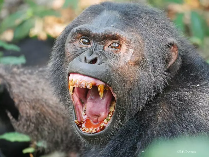 Hungry Chimpanzee stelen en doden kinderen in Afrika: wat veroorzaakte de vermindering van het bereik