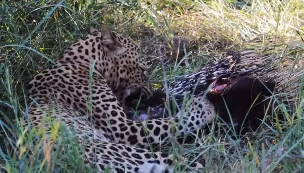 Dickery nasıl yenilir: Leopard'dan video talimatları