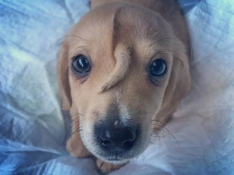 El cachorro tiene una cola en la frente. Y le agrega encanto