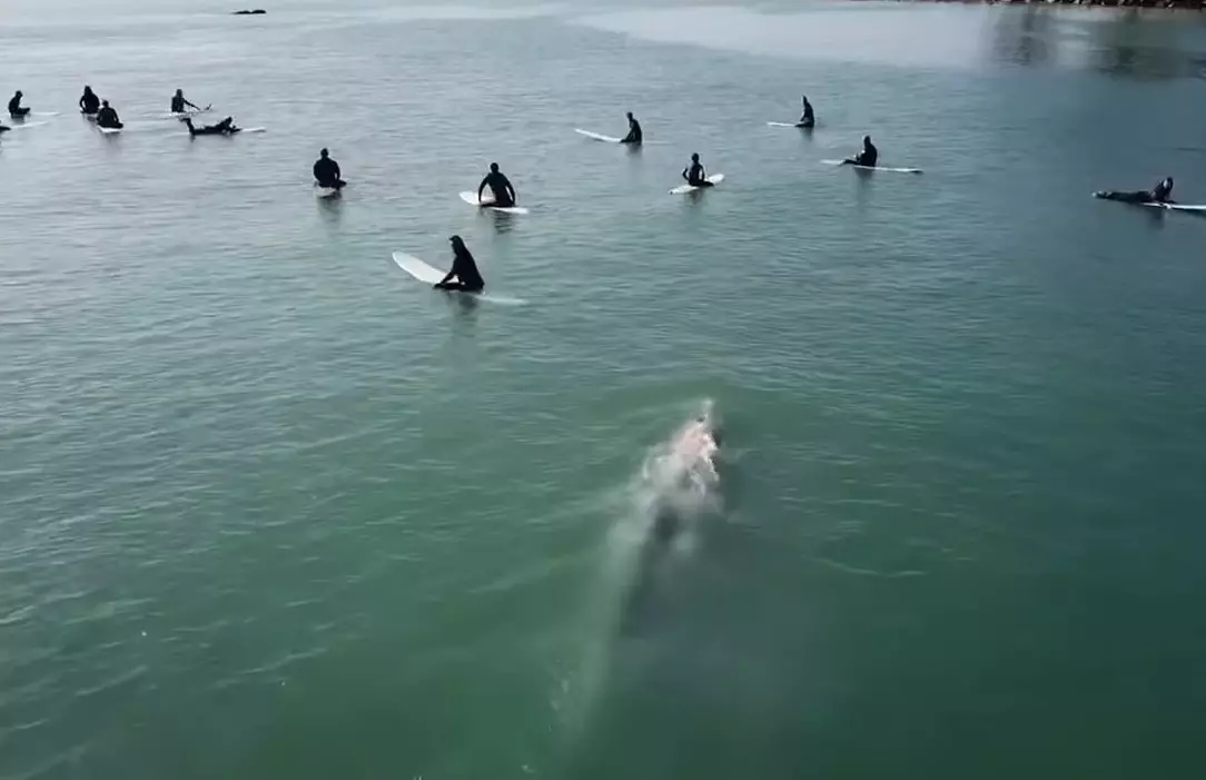 Inyanja nini yoga munsi ya surfers: Video