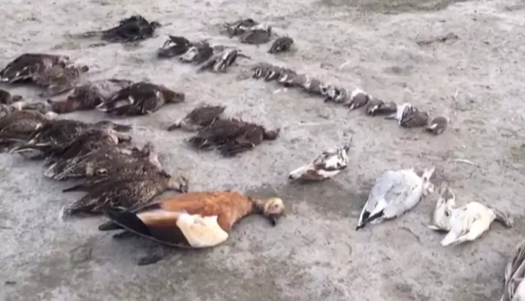 En la India, miles de aves mataron misteriosamente.