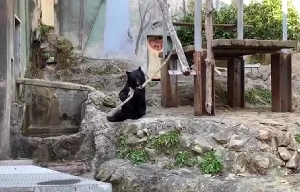 L'ours de l'Himalaya est engagé dans Kung Fu: la vidéo