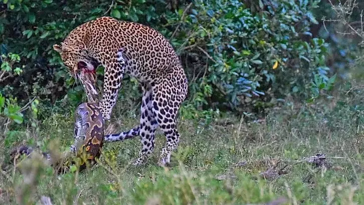 Leopard va Python jangida: kim g'alaba qozonadi