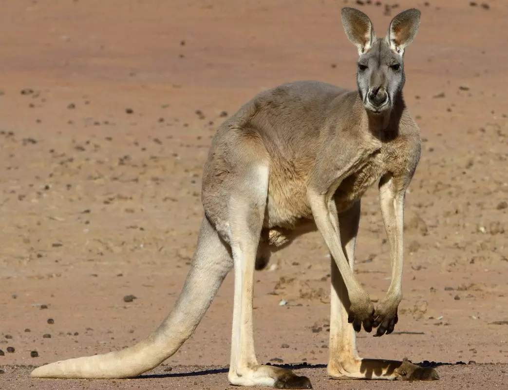 Kangaroo yang takut menyerang seorang wanita. Dia terpaksa berpura-pura mati