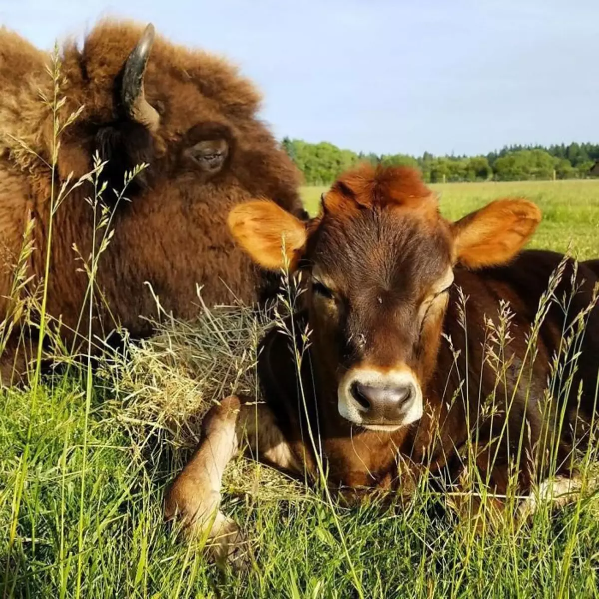 De bline frou fan Bizon opslein freonskip