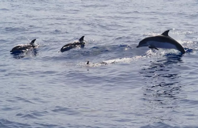 Menos delfines y más basura: lo que ahora es el mar negro