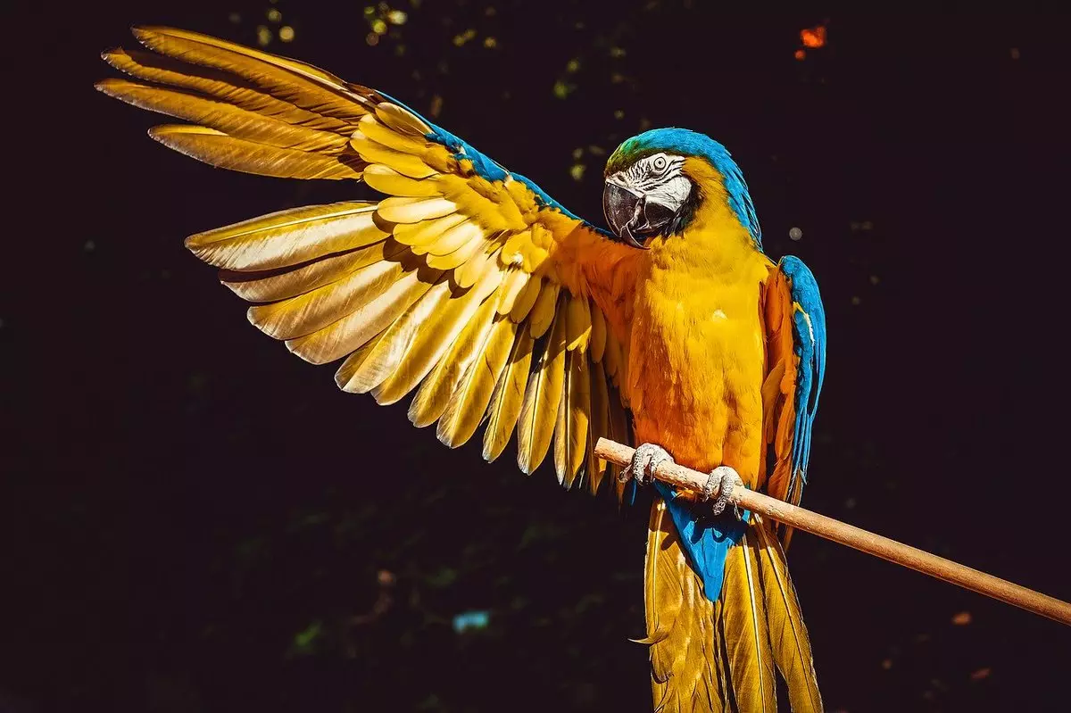 Bones de cachorro como meio de tratar fraturas em aves