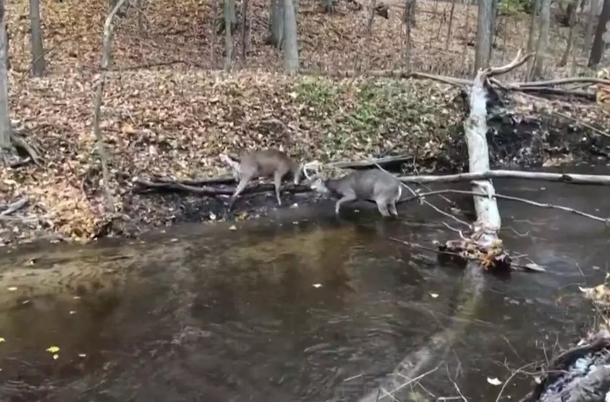 Les gens répandent des cornes de cerfs: Vidéo