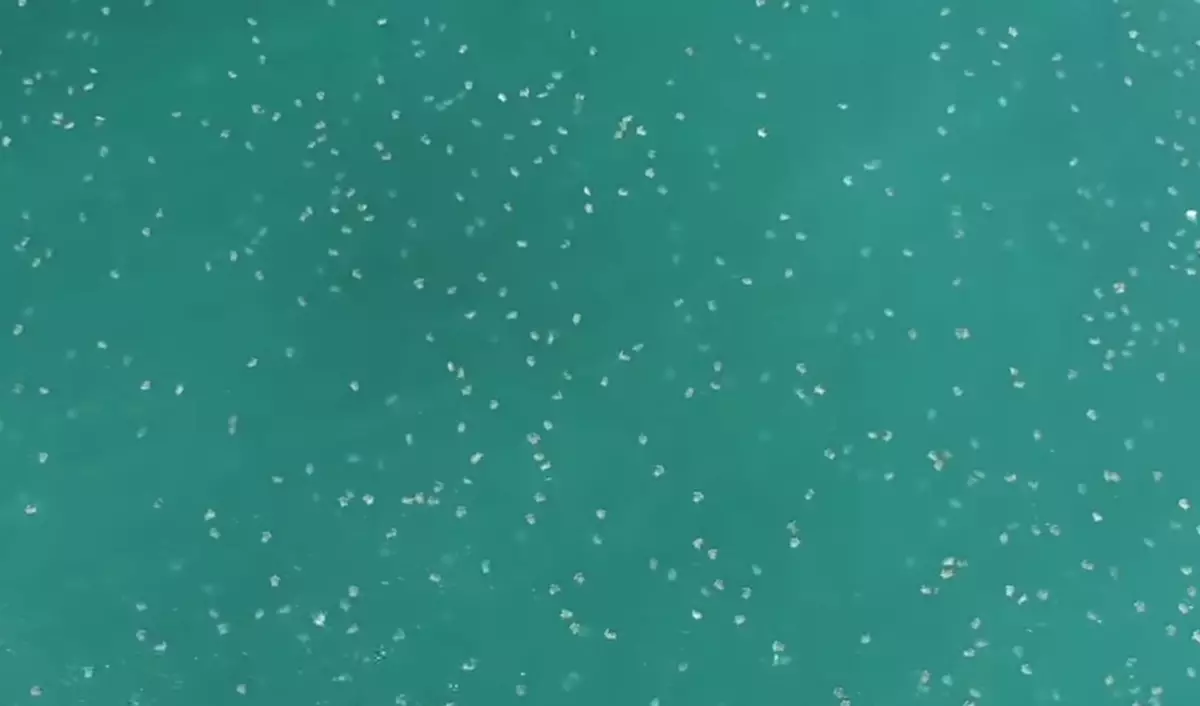 Thousands of sea turtles nest off the coast of Costa Rica: impressive video