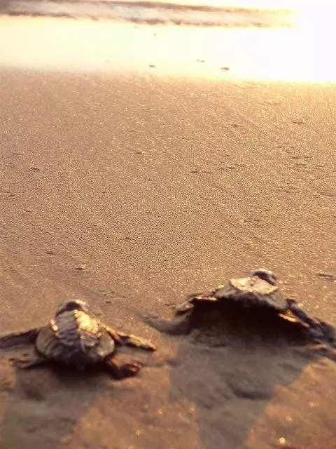 olive_ridley_turtles.jpg.